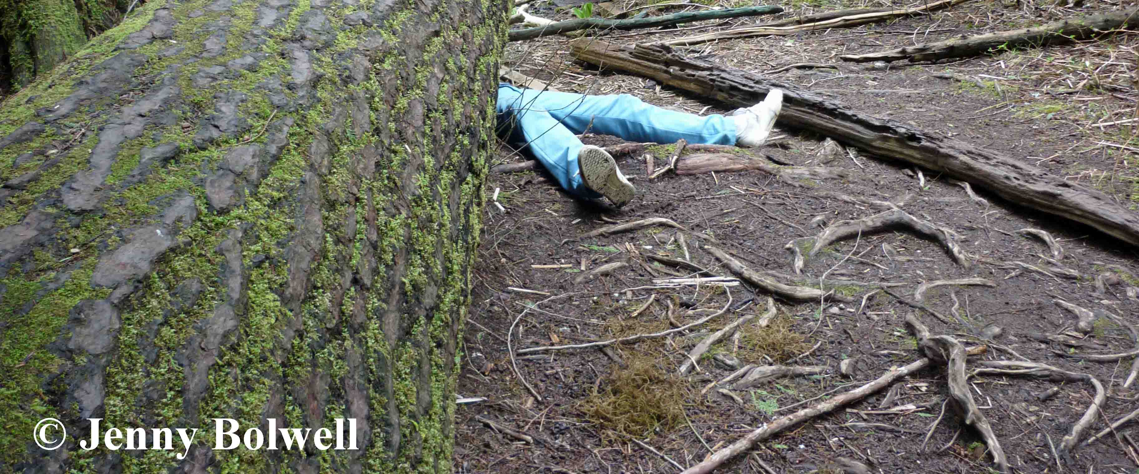 Pictures save the planet. Is Every Rotten Tree in the Forest Really Out ...