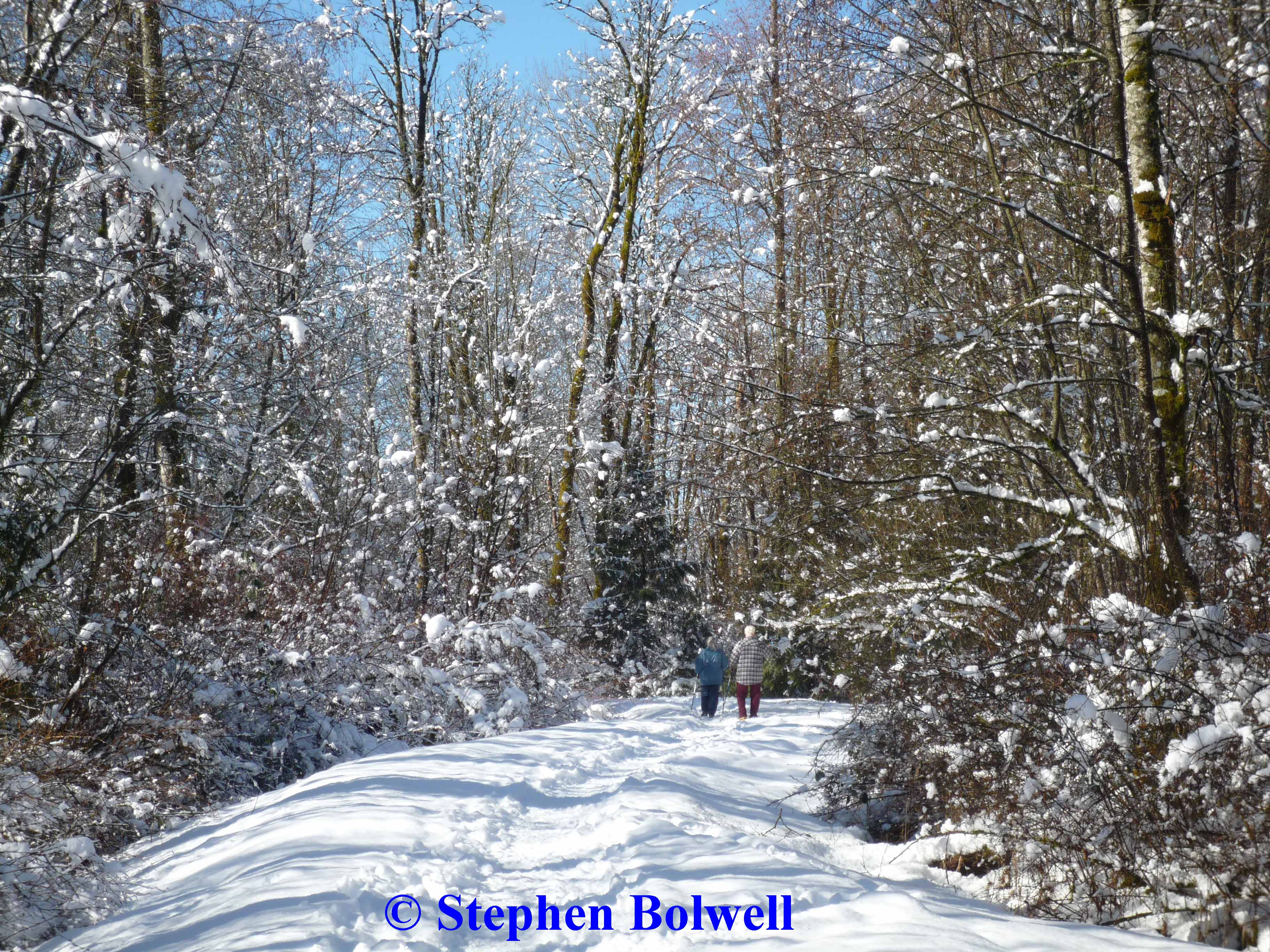 The Not So Strange Case of the Disappearing Trees. | Take a Picture ...