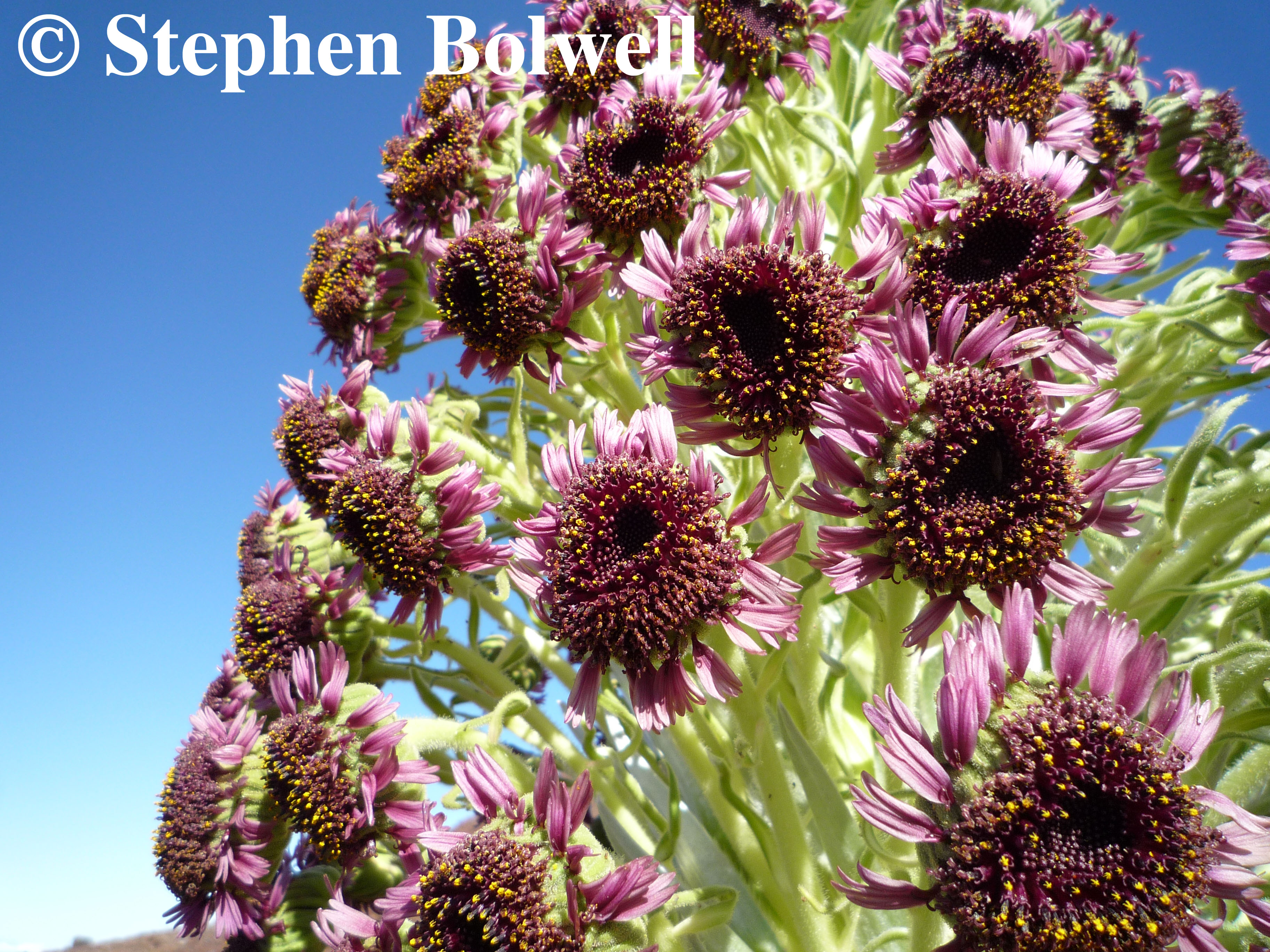 HAWAII: Haleakala – Flowers Above the Clouds. | Take a Picture - Save ...