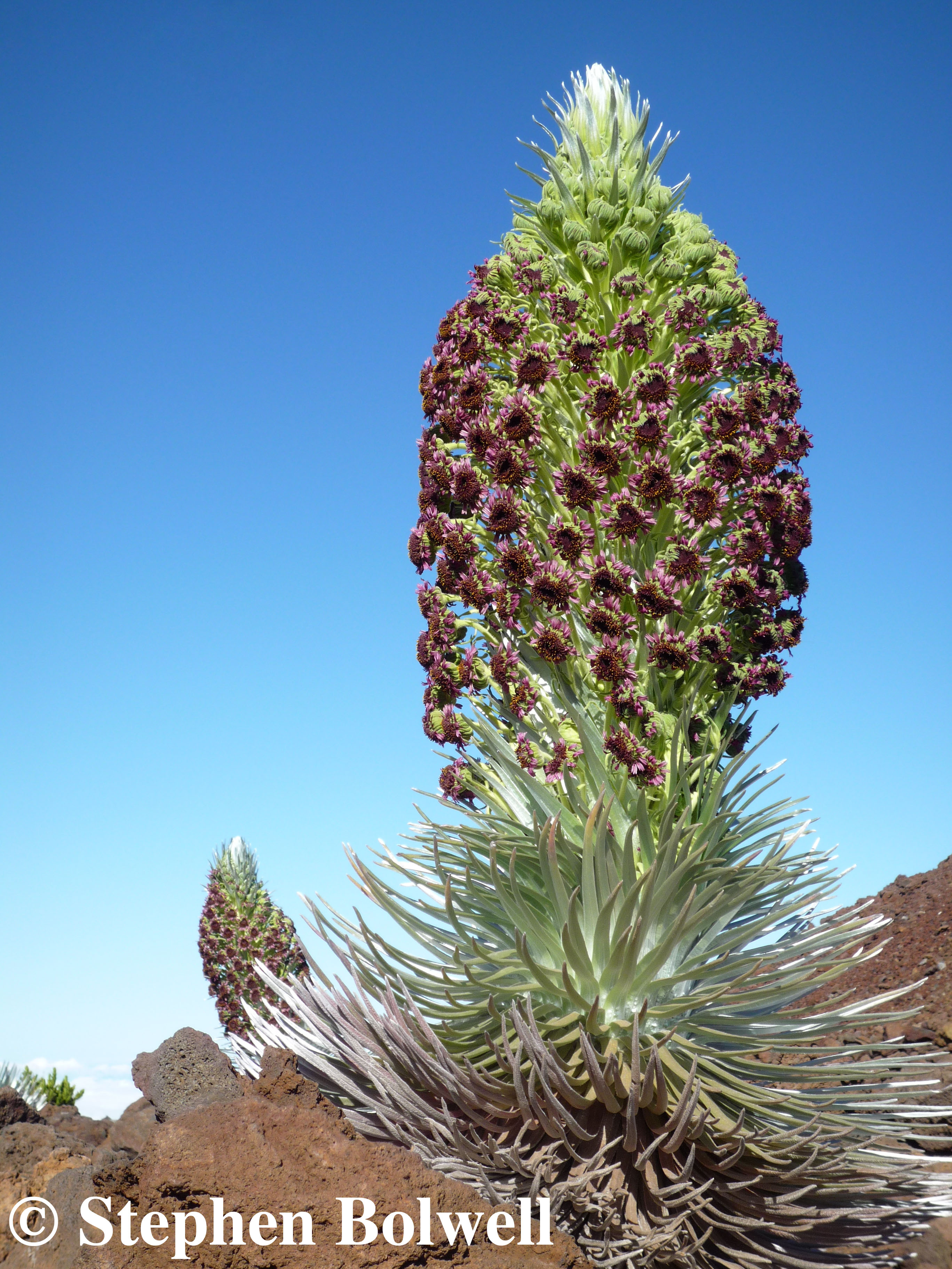 HAWAII: Haleakala – Flowers Above the Clouds. | Take a Picture - Save ...