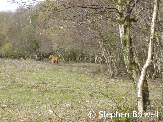 The New Forest’s Overgrazed Stream Sides and Woodlands. | Take a ...