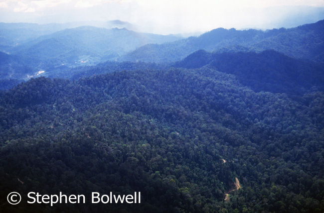Belize: The Down Side – Deforestation. | Take a Picture - Save the Planet